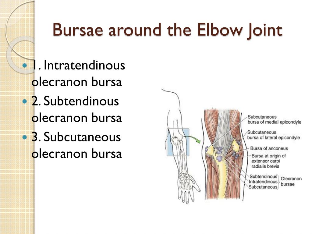 PPT - WINDSOR UNIVERSITY SCHOOL OF MEDICINE St.Kitts PowerPoint ...