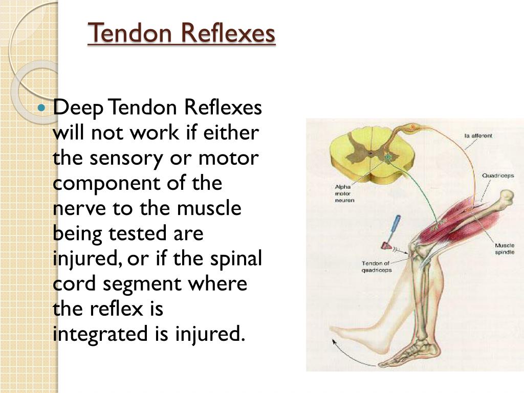 PPT - WINDSOR UNIVERSITY SCHOOL OF MEDICINE St.Kitts PowerPoint ...
