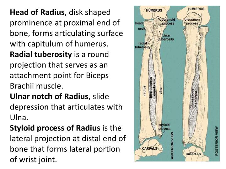 PPT - The humerus is a long bone in the arm that runs from the shoulder ...