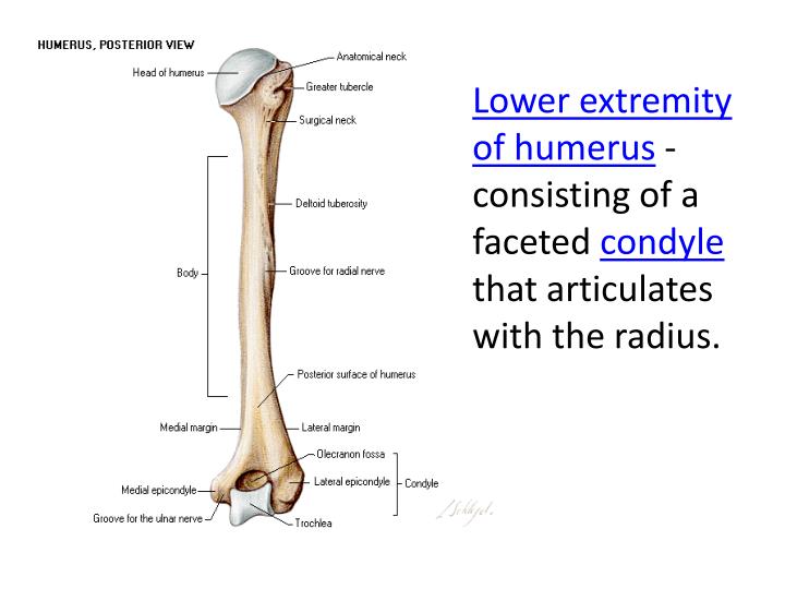 PPT - The humerus is a long bone in the arm that runs from the shoulder ...