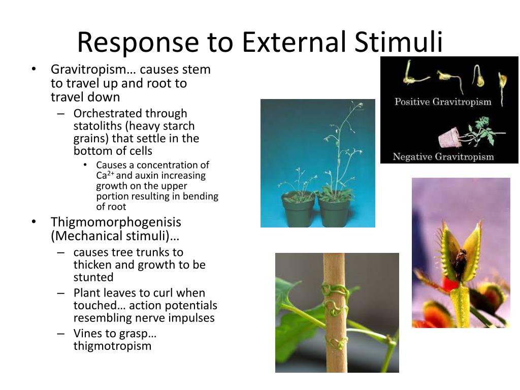 PPT - Plant Tropism and Defenses PowerPoint Presentation, free download ...