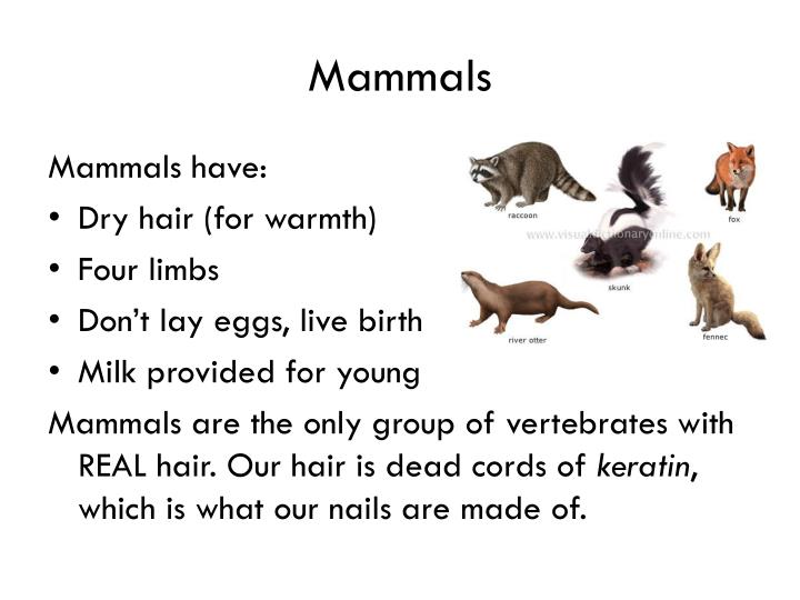 PPT - Vertebrates PowerPoint Presentation - ID:2173302