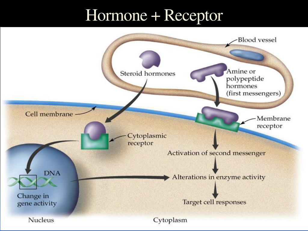 PPT - ENDOCRINOLOGY Prof/ Faten & Dr . Taj PowerPoint Presentation - ID ...
