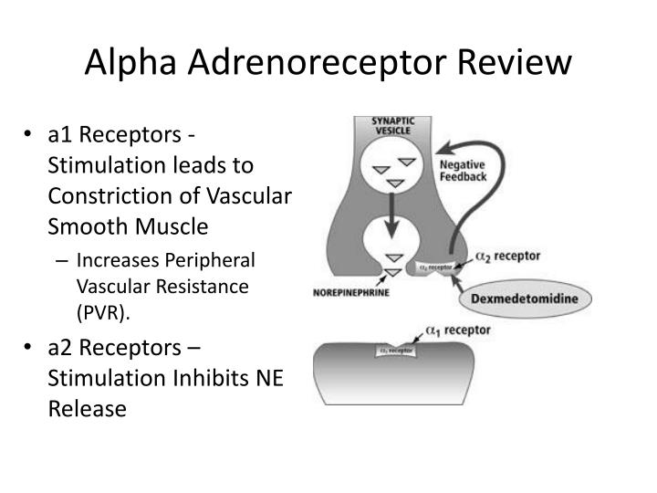 PPT - Stages of Anesthesia PowerPoint Presentation - ID:2173422