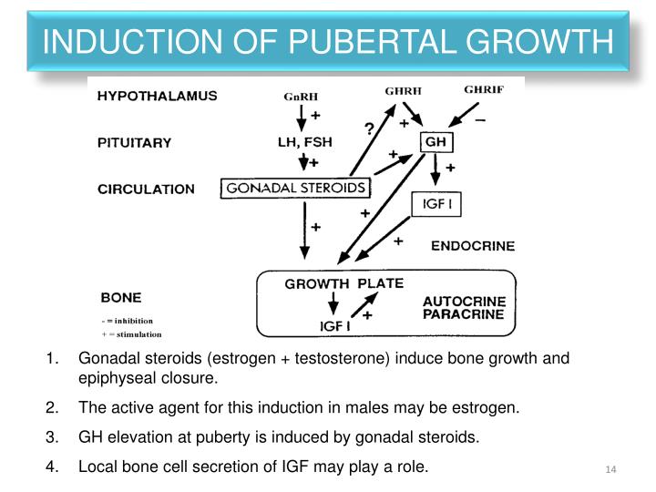 PPT - Physiological Changes During Puberty & Menopause PowerPoint ...
