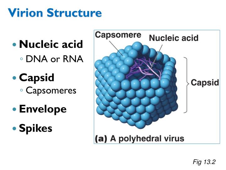 PPT - Ch 13 PowerPoint Presentation - ID:2173706