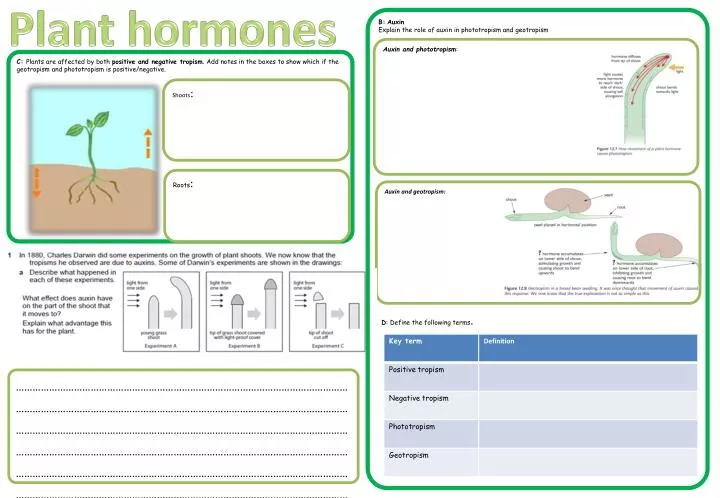 PPT - Plant hormones PowerPoint Presentation, free download - ID:2173709