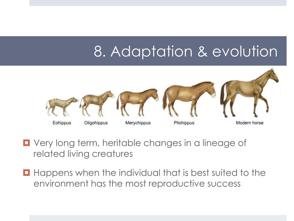 Ppt Introduction To Living Things Powerpoint Presentation Free