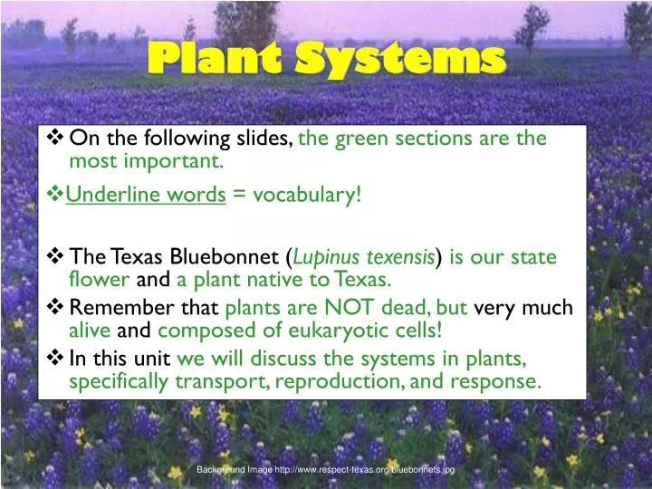 PPT - Plant Systems PowerPoint Presentation, free download - ID:2173796