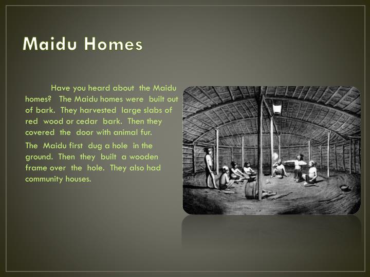 PPT - The Maidu California Native American Tribe PowerPoint ...