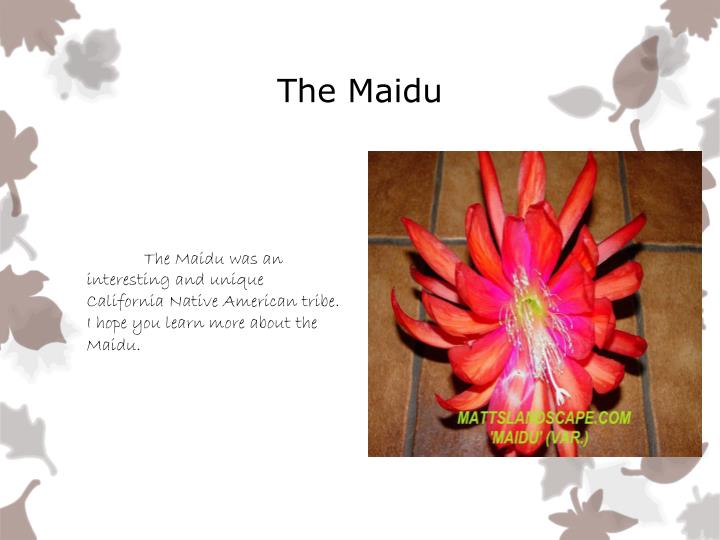 PPT - The Maidu A California Native American Tribe PowerPoint ...