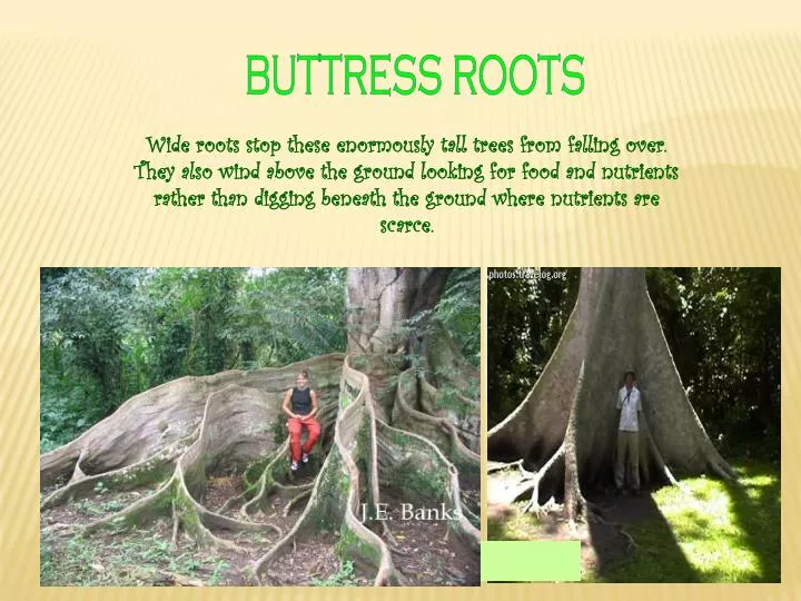 PPT - buttress roots PowerPoint Presentation, free download - ID:2174229