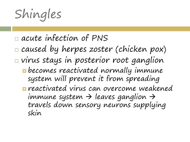 PPT - SPINAL CORD ANATOMY & PHYSIOLOGY PowerPoint Presentation - ID:2174627