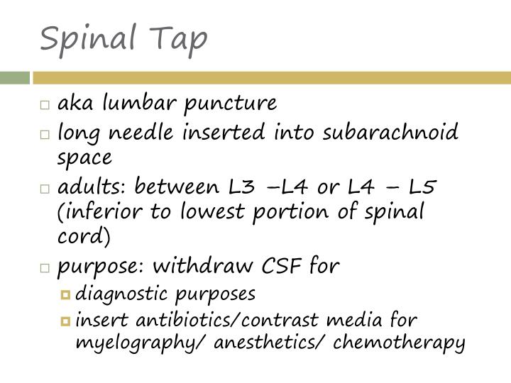 PPT - SPINAL CORD ANATOMY & PHYSIOLOGY PowerPoint Presentation - ID:2174627
