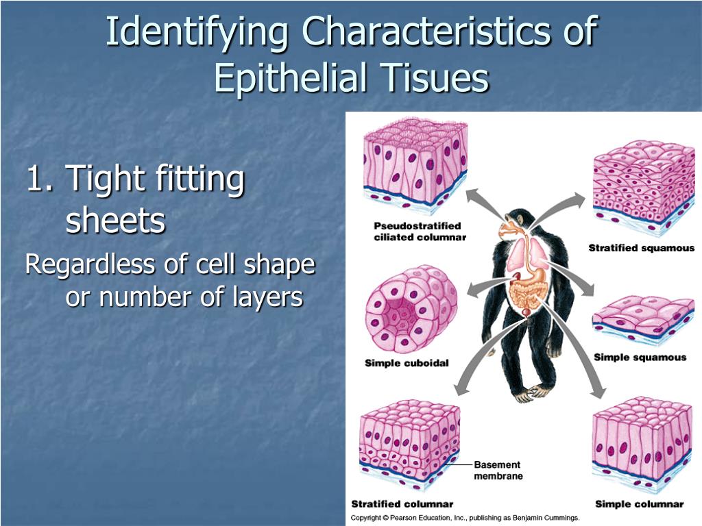 PPT - Tissues Introduction Epithelial Tissue Classification Glands ... PPT - Tissues Introduction Epithelial Tissue Classification Glands ...