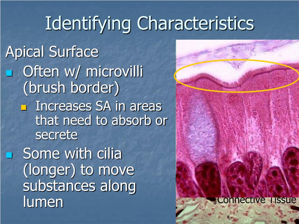 PPT - Tissues Introduction Epithelial Tissue Classification Glands ... PPT - Tissues Introduction Epithelial Tissue Classification Glands ...