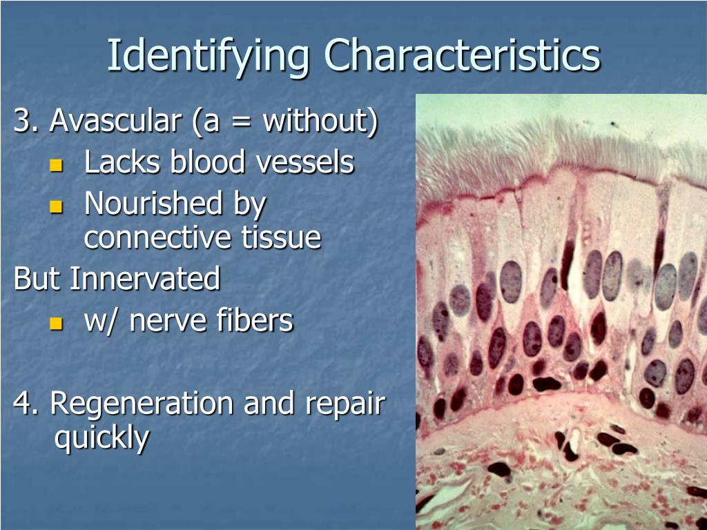PPT - Tissues Introduction Epithelial Tissue Classification Glands ... PPT - Tissues Introduction Epithelial Tissue Classification Glands ...