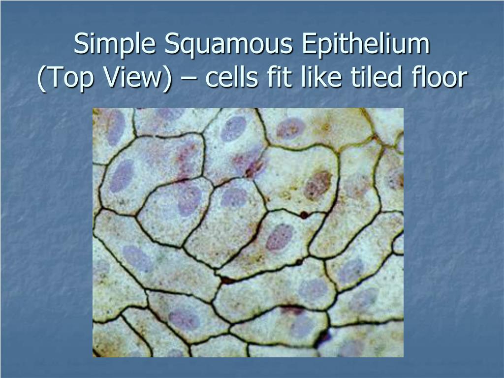 PPT - Tissues Introduction Epithelial Tissue Classification Glands ... PPT - Tissues Introduction Epithelial Tissue Classification Glands ...