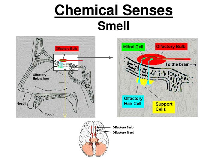 PPT - Chemical Senses Taste and Smell PowerPoint Presentation - ID:2175189