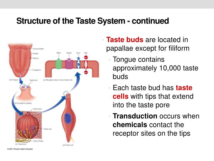 PPT - Chemical Senses Taste and Smell PowerPoint Presentation - ID:2175189