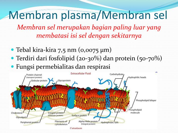 PPT - SEL PROKARIOTIK PowerPoint Presentation - ID:2175295