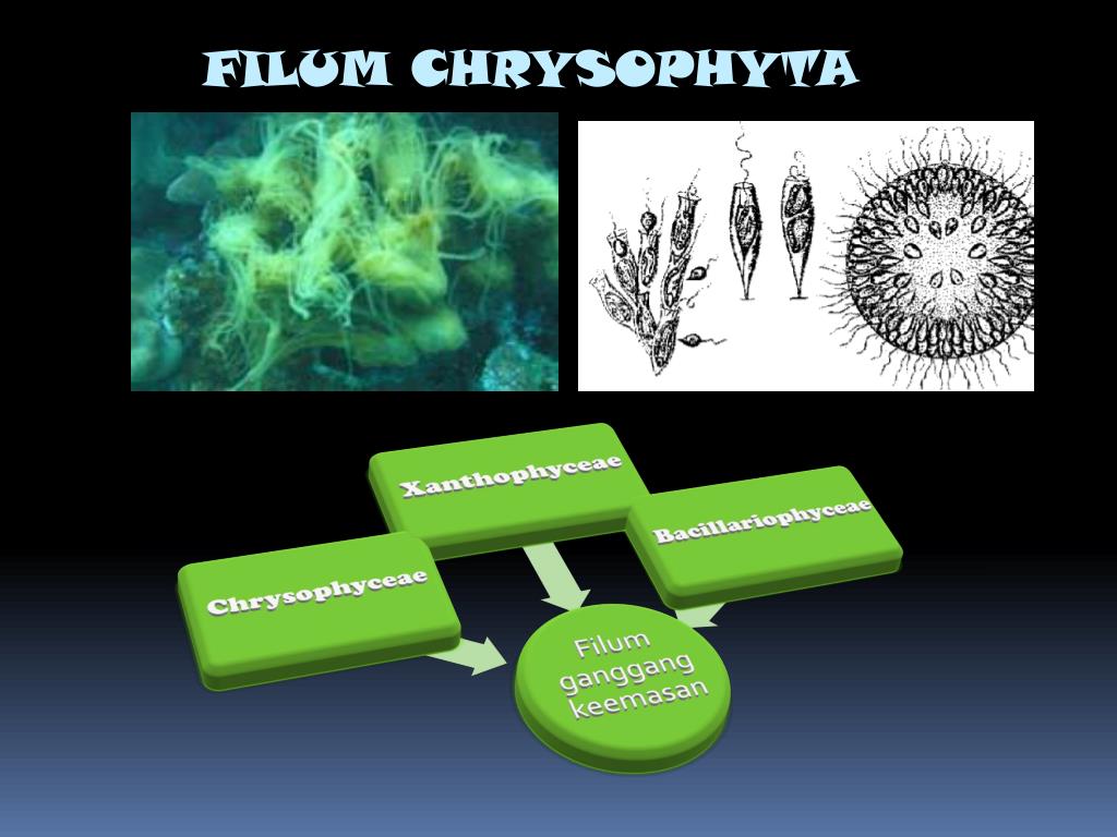 PPT - Chryshopyta ( Ganggang keemasan ) PowerPoint Presentation, free ...
