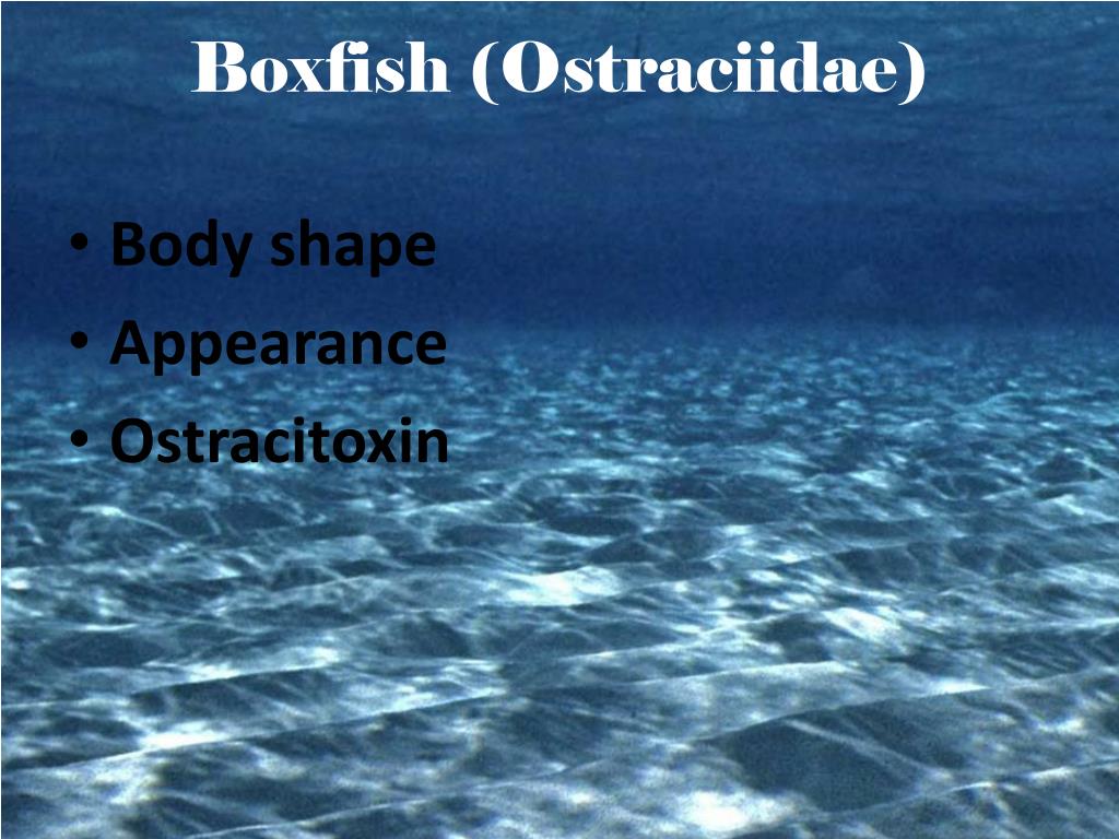 PPT - Tetradontiformes : The Hawaiian Reef Fish PowerPoint Presentation ...