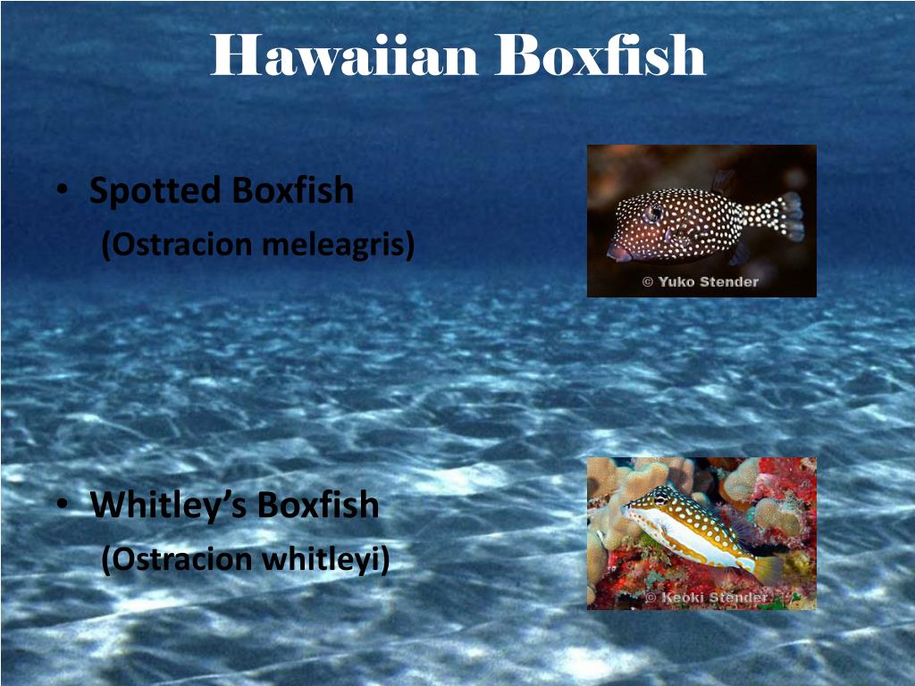 PPT - Tetradontiformes : The Hawaiian Reef Fish PowerPoint Presentation ...
