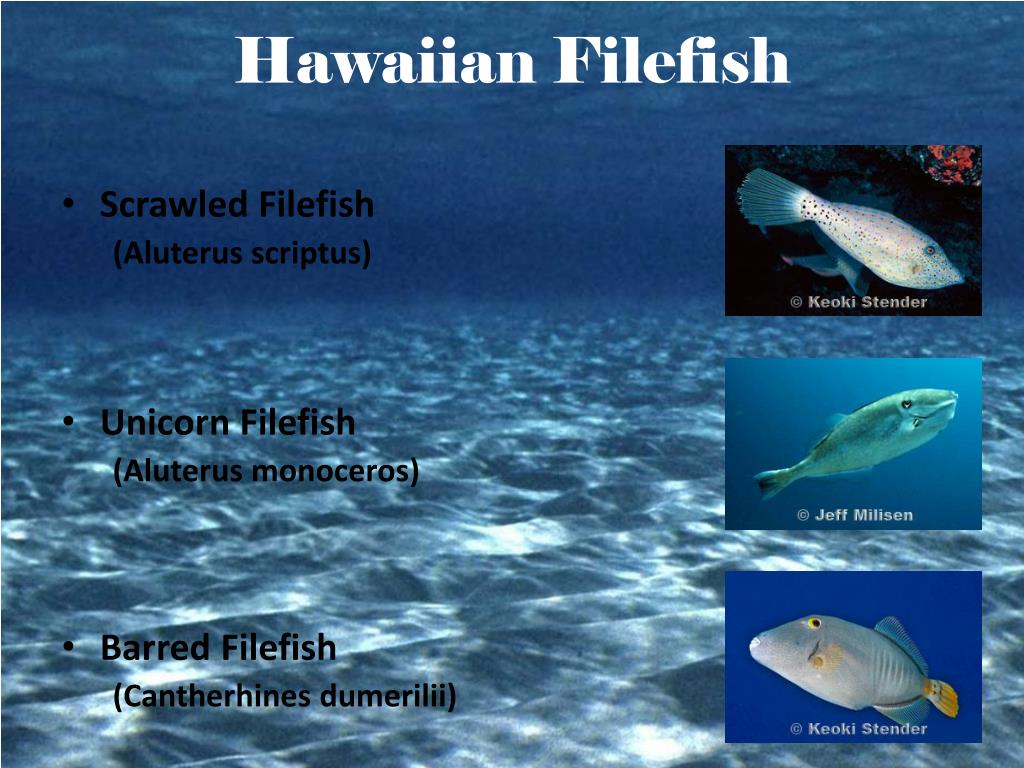 PPT - Tetradontiformes : The Hawaiian Reef Fish PowerPoint Presentation ...