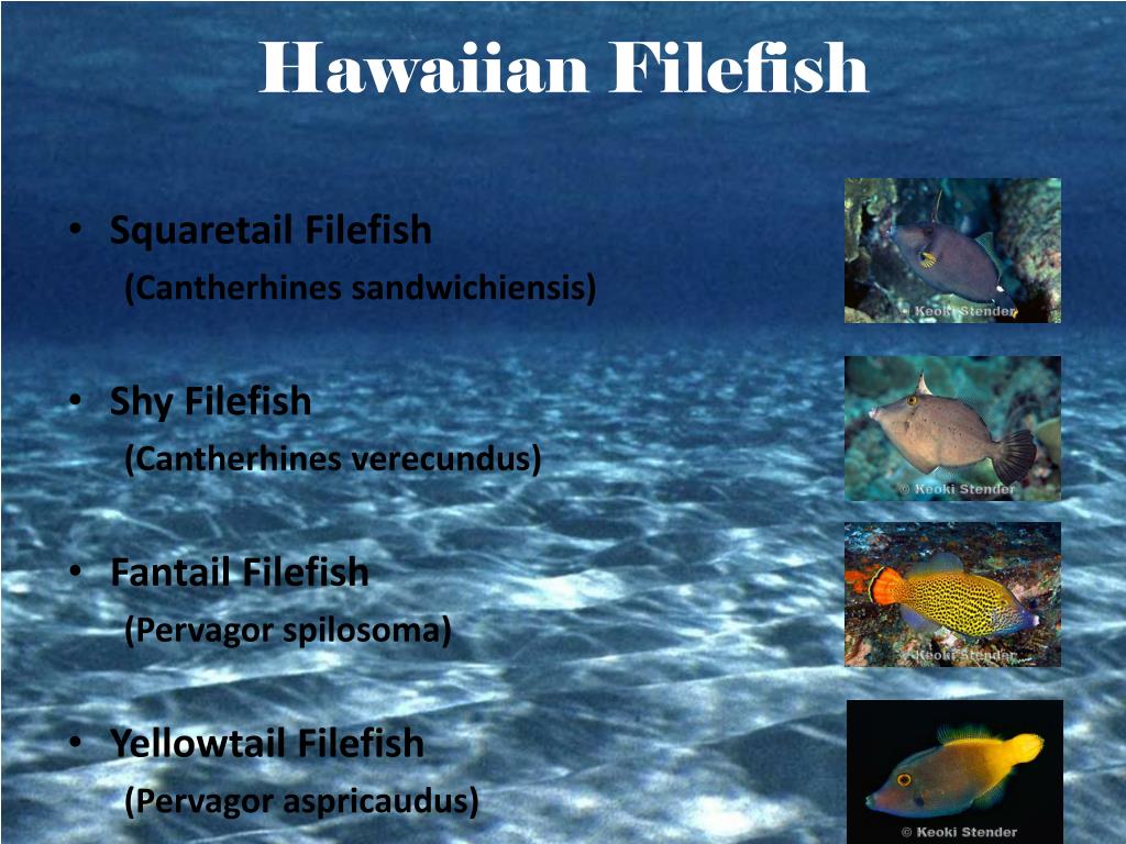 PPT - Tetradontiformes : The Hawaiian Reef Fish PowerPoint Presentation ...