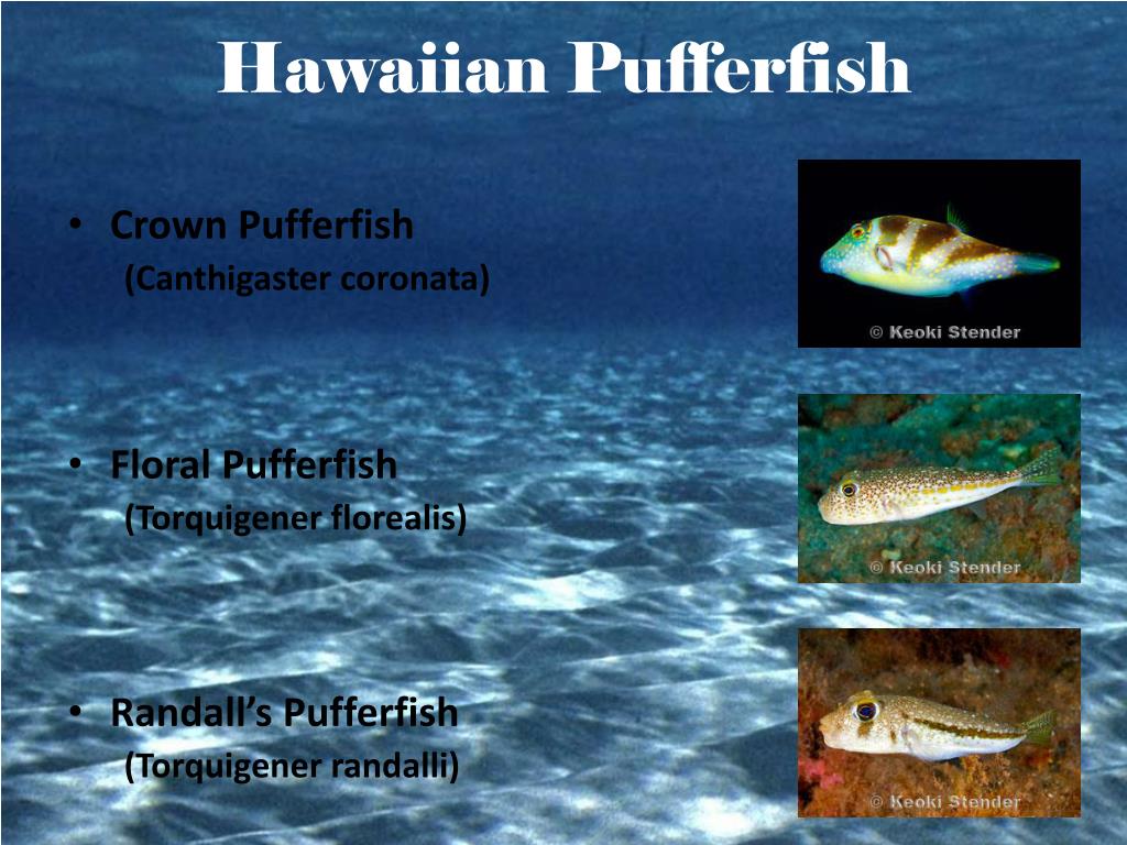 PPT - Tetradontiformes : The Hawaiian Reef Fish PowerPoint Presentation ...