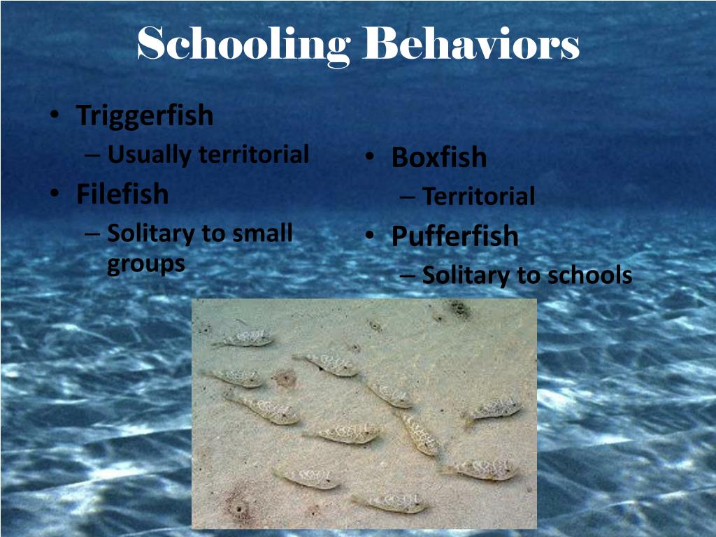 PPT - Tetradontiformes : The Hawaiian Reef Fish PowerPoint Presentation ...