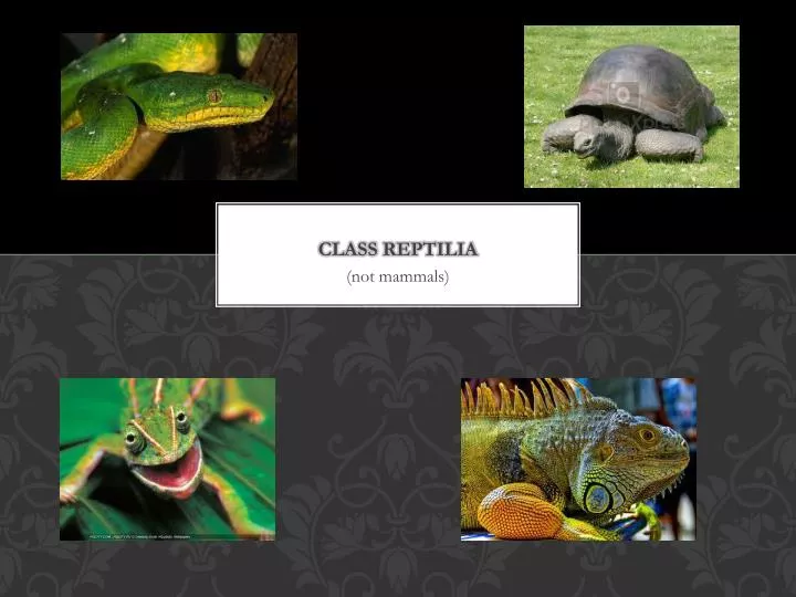 PPT - Class Reptilia PowerPoint Presentation, free download - ID:2176411