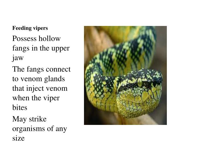 PPT - Reptiles: The First Amniotes PowerPoint Presentation - ID:2176436