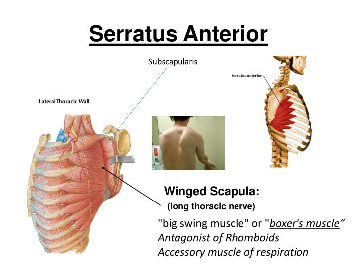 PPT - Scapular Region PowerPoint Presentation - ID:2176669