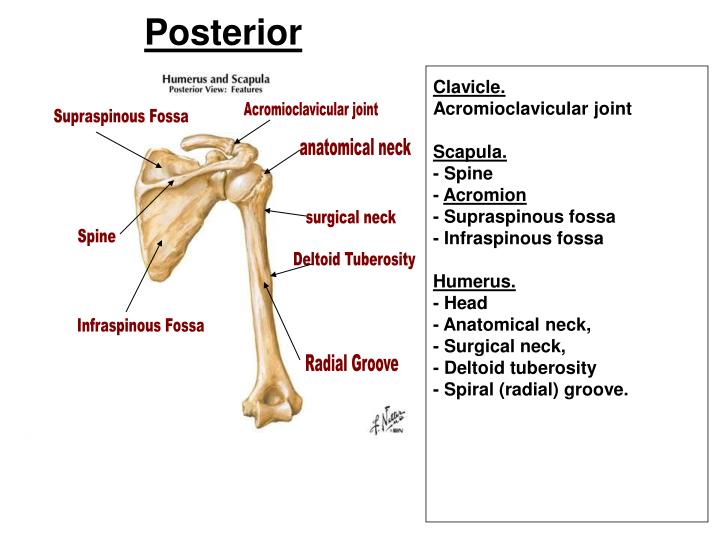 PPT - Scapular Region PowerPoint Presentation - ID:2176669