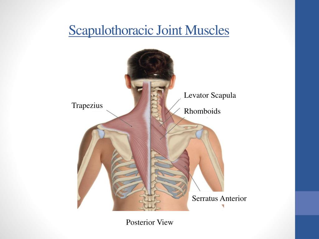 PPT - Anatomy and Kinesiology of the Shoulder Girdle PowerPoint ...