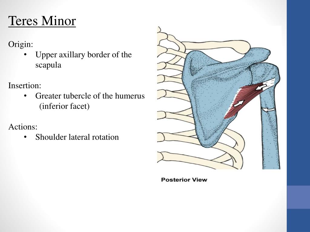 PPT - Anatomy and Kinesiology of the Shoulder Girdle PowerPoint ...