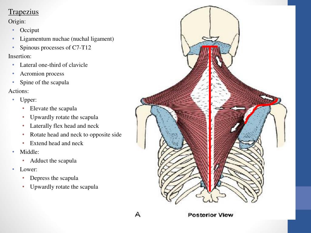 PPT - Anatomy and Kinesiology of the Shoulder Girdle PowerPoint ...