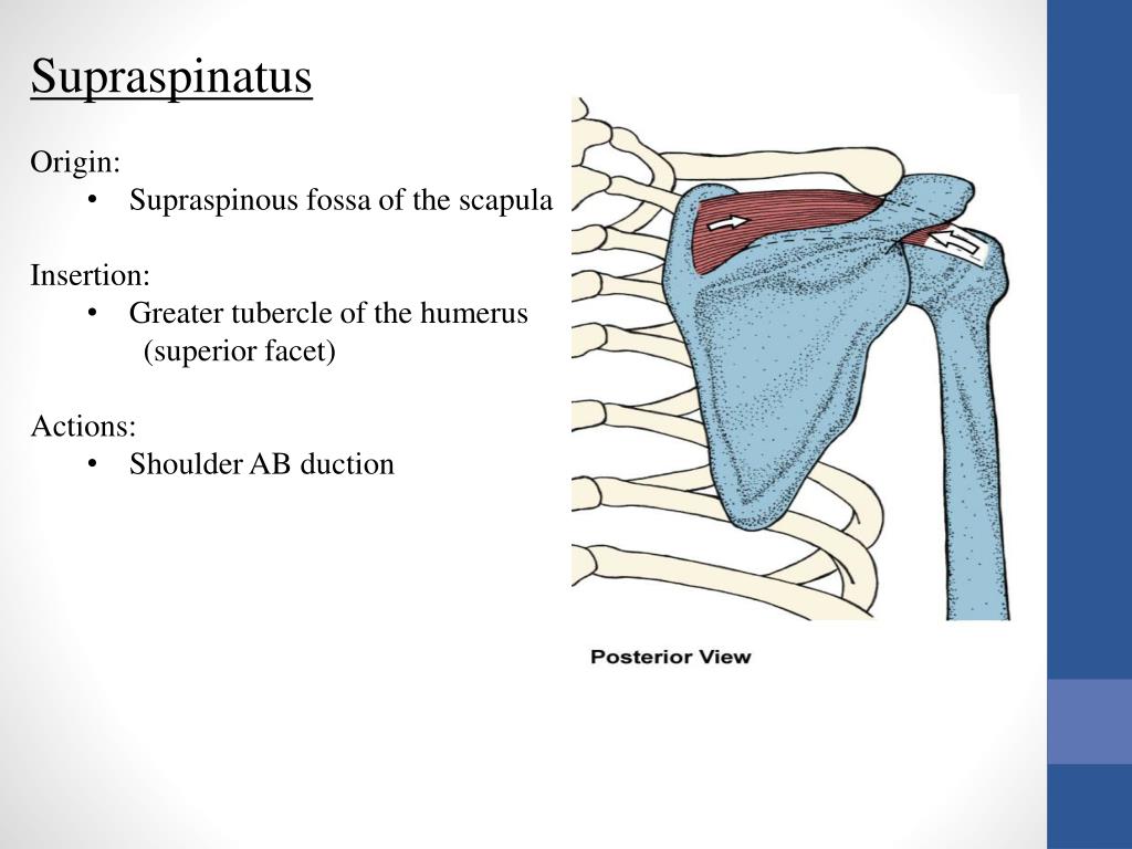 PPT - Anatomy and Kinesiology of the Shoulder Girdle PowerPoint ...
