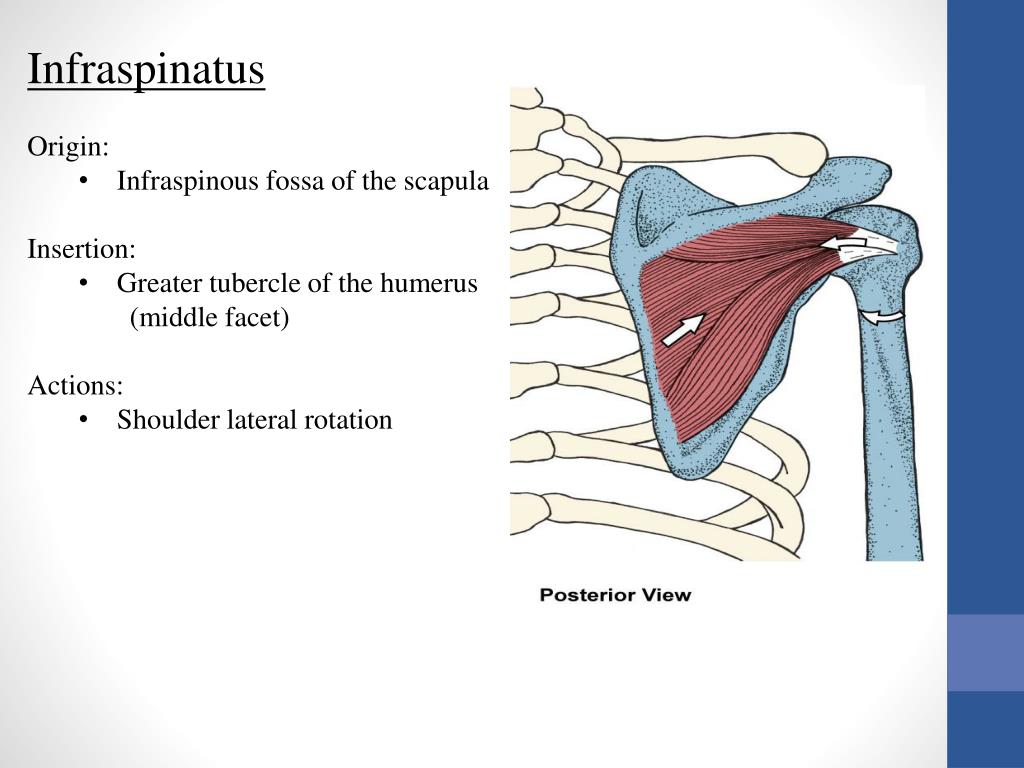 PPT - Anatomy and Kinesiology of the Shoulder Girdle PowerPoint ...