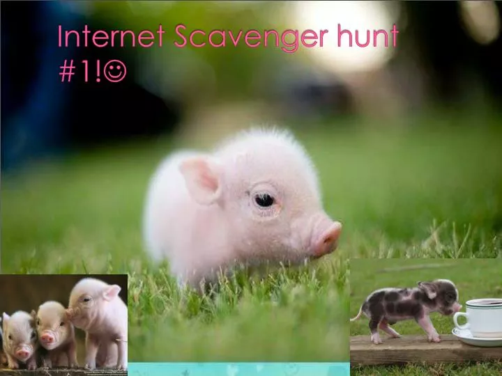 PPT - Internet Scavenger hunt #1! PowerPoint Presentation, free ...