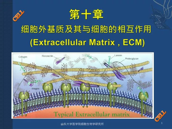 PPT - 第十章 细胞外基质及其与细胞的相互作用 (Extracellular Matrix , ECM) PowerPoint ...