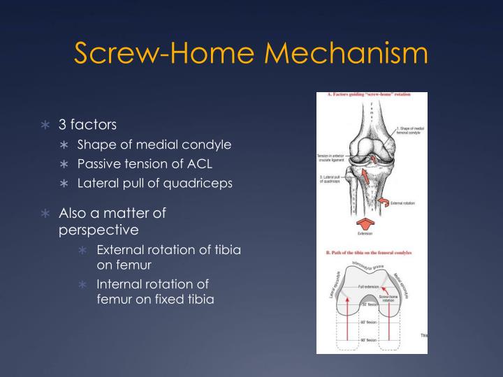 PPT - The Knee PowerPoint Presentation - ID:2176746