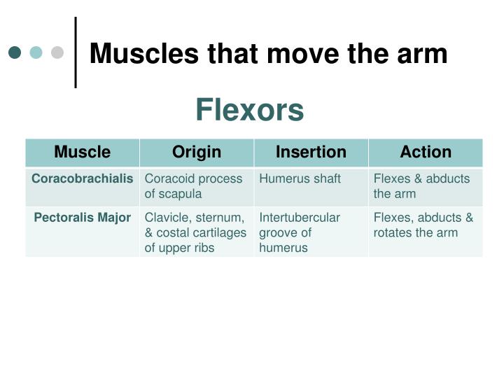 PPT - Muscles that move the arm PowerPoint Presentation - ID:2176747