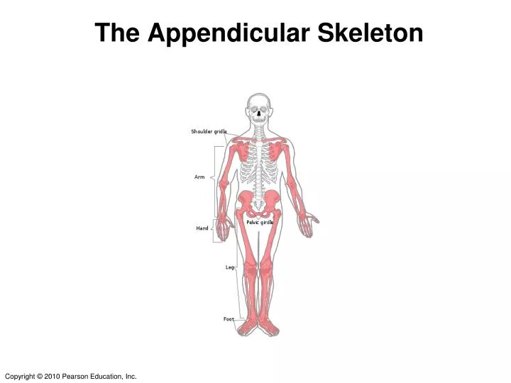 PPT - The Appendicular Skeleton PowerPoint Presentation, free download - ID:2176751