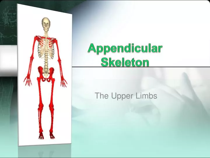 PPT - Appendicular Skeleton PowerPoint Presentation, free download - ID ...