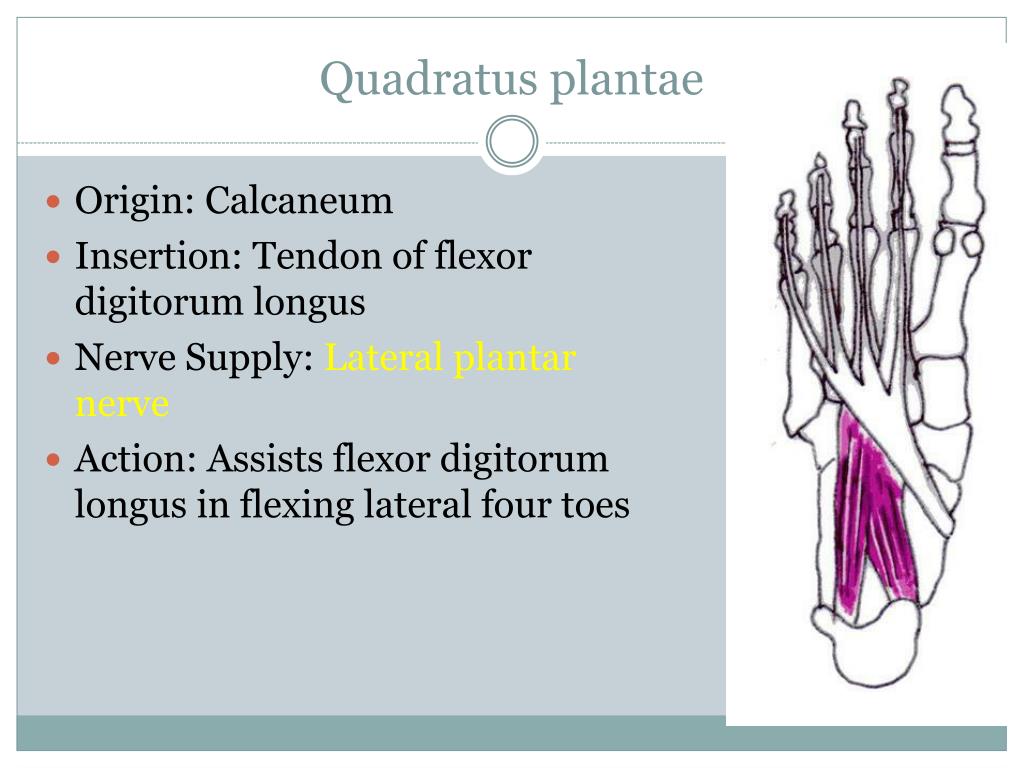 PPT - WINDSOR UNIVERSITY SCHOOL OF MEDICINE PowerPoint Presentation ...