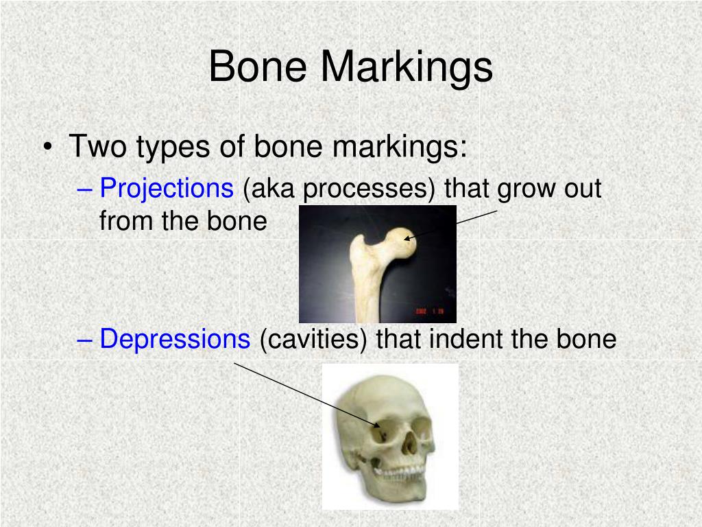 PPT - BONE MARKINGS PowerPoint Presentation, free download - ID:2176813 PPT - BONE MARKINGS PowerPoint Presentation, free download - ID:2176813