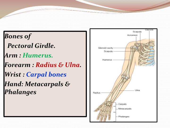 PPT - BONES OF THE UPPER LIMB PowerPoint Presentation - ID:2176843